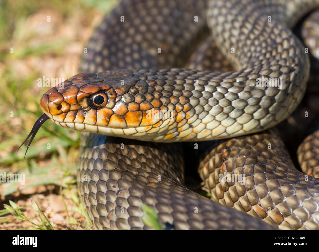 Snakes Of The Greek Islands High Resolution Stock Photography and ...