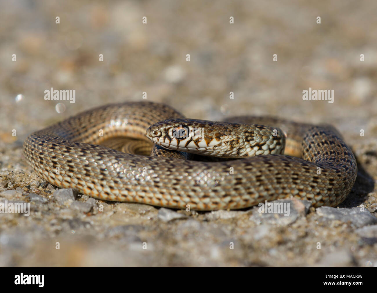 Juvenile Black Whip Snake (Dolichophis jugularis) on the Greek Island ...
