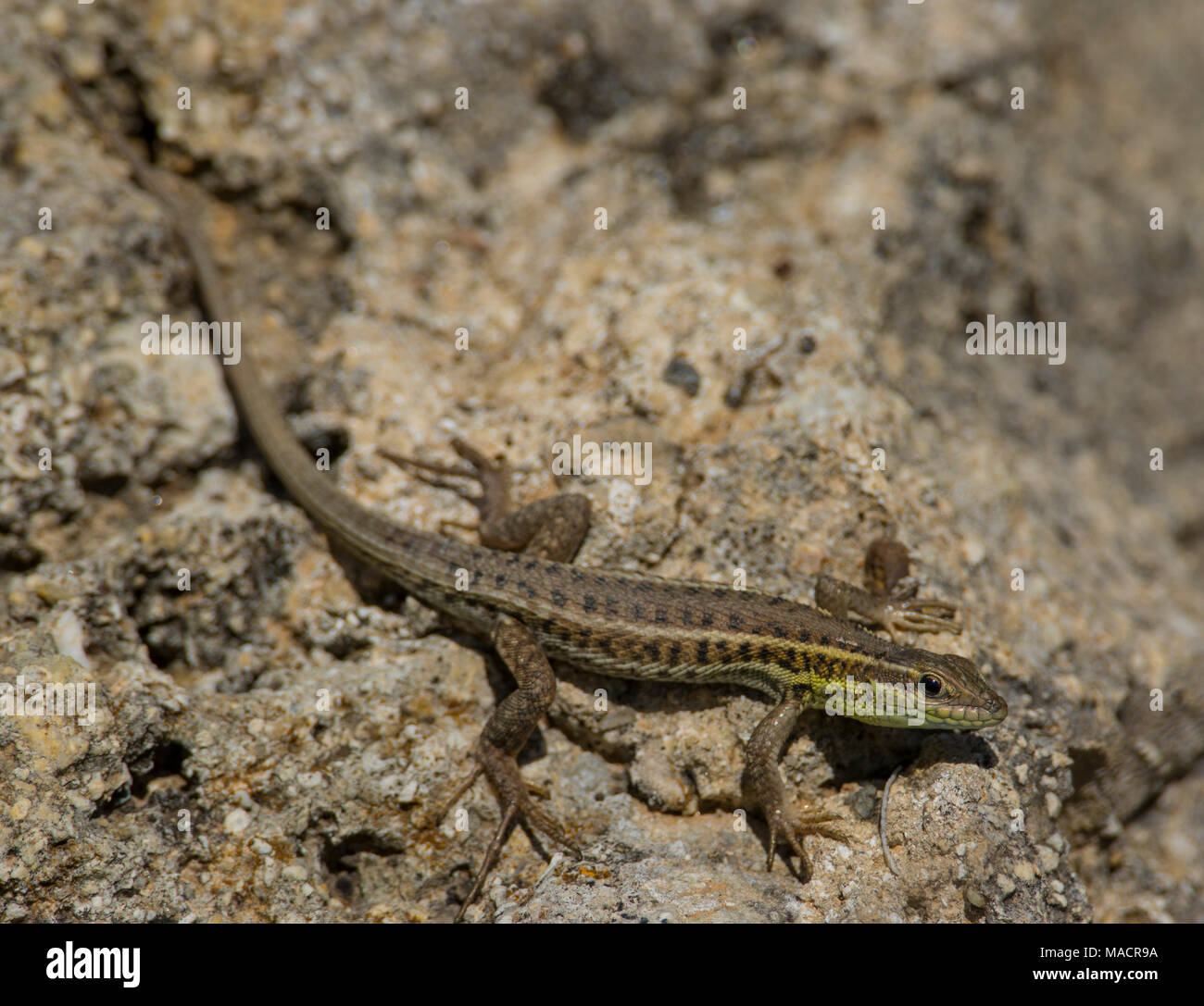 Snake-eyed Lizard or Snake-eyed Lacertid (Ophisops elegans) on the ...