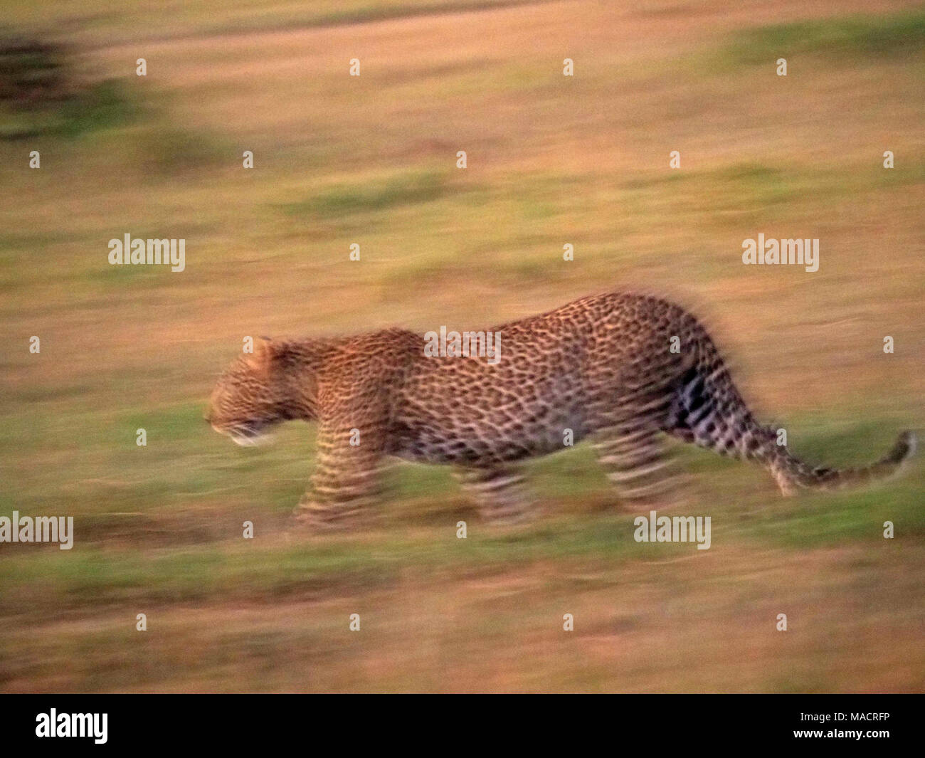 Slow pan image young hi-res stock photography and images - Alamy