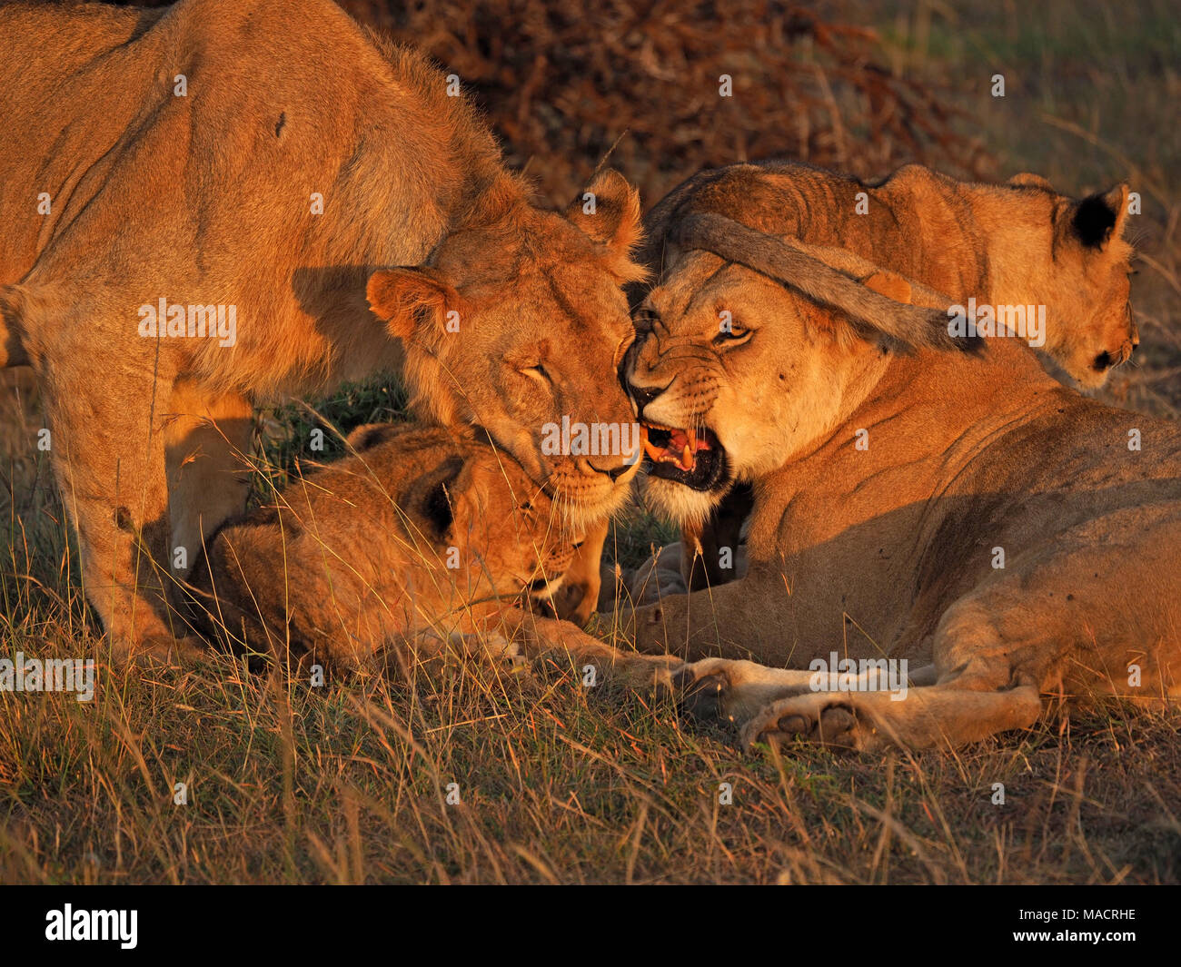 Lion pride dynamics hi-res stock photography and images - Alamy