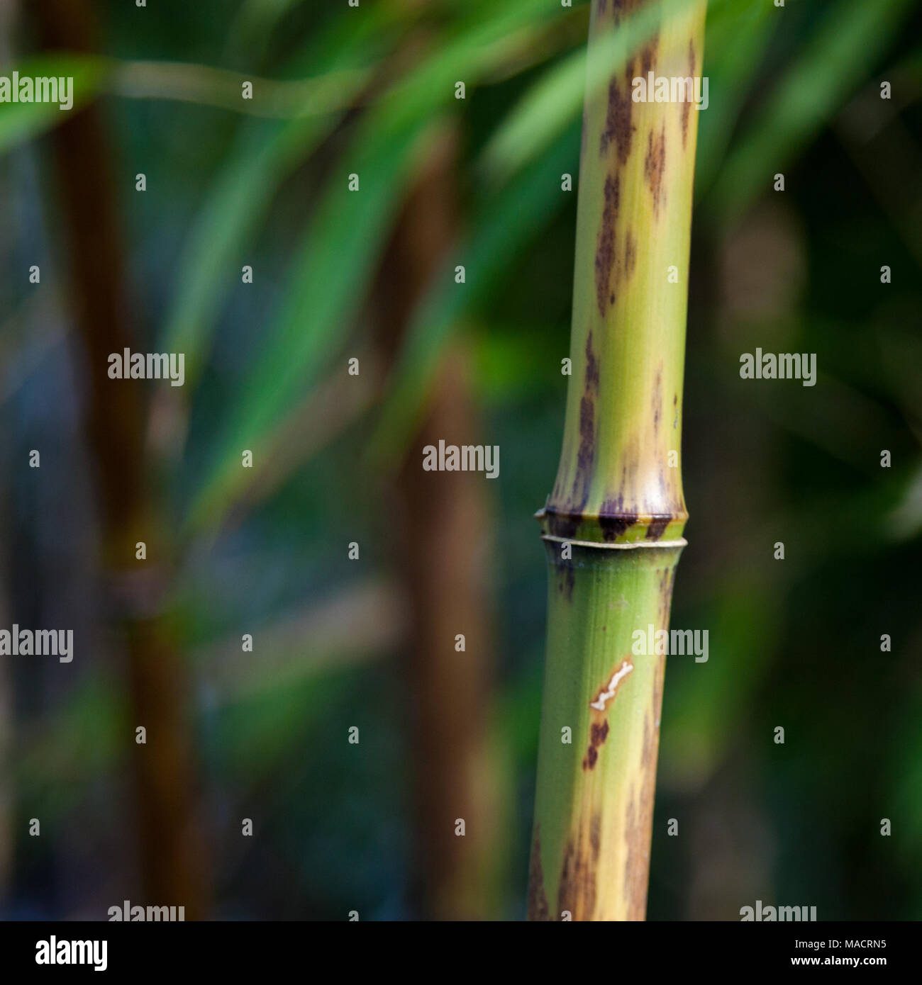 Bamboo stem close up Stock Photo - Alamy