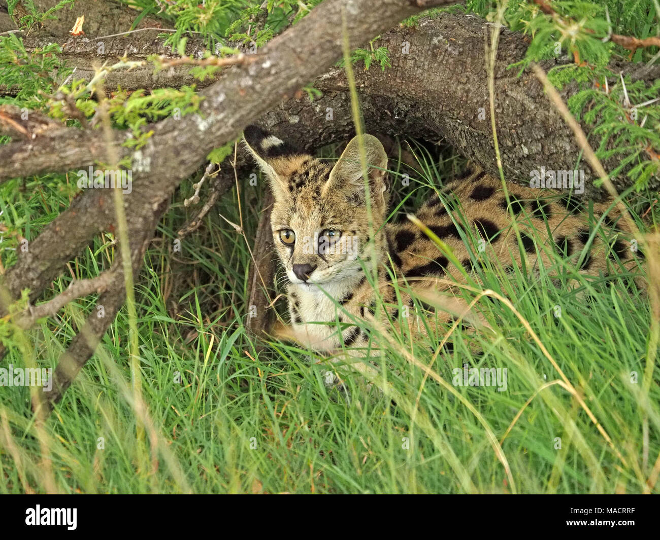 watchful and alert serval cat (Leptailurus serval) hiding beneath low ...