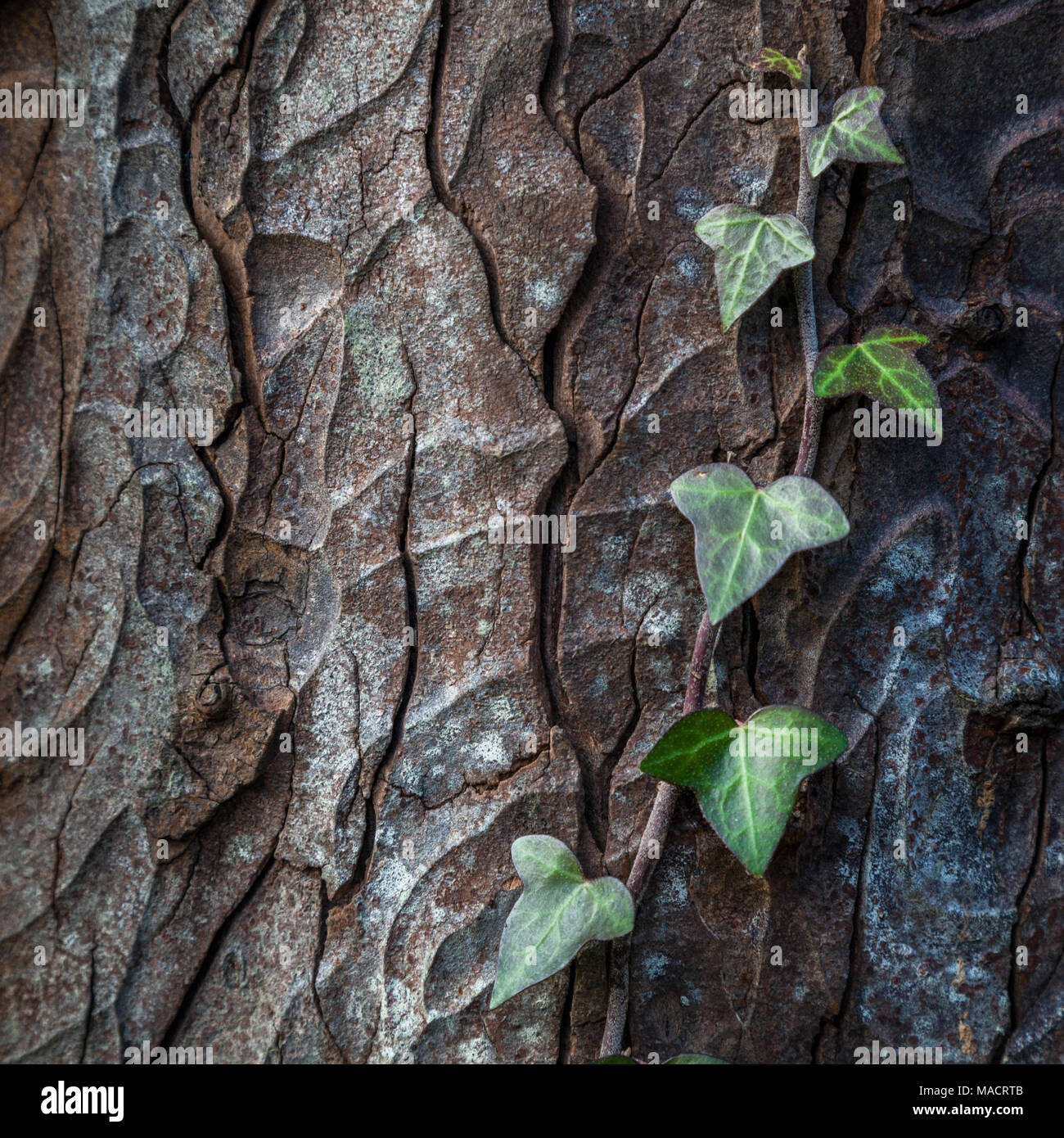 Ivy growing up tree hi-res stock photography and images - Alamy