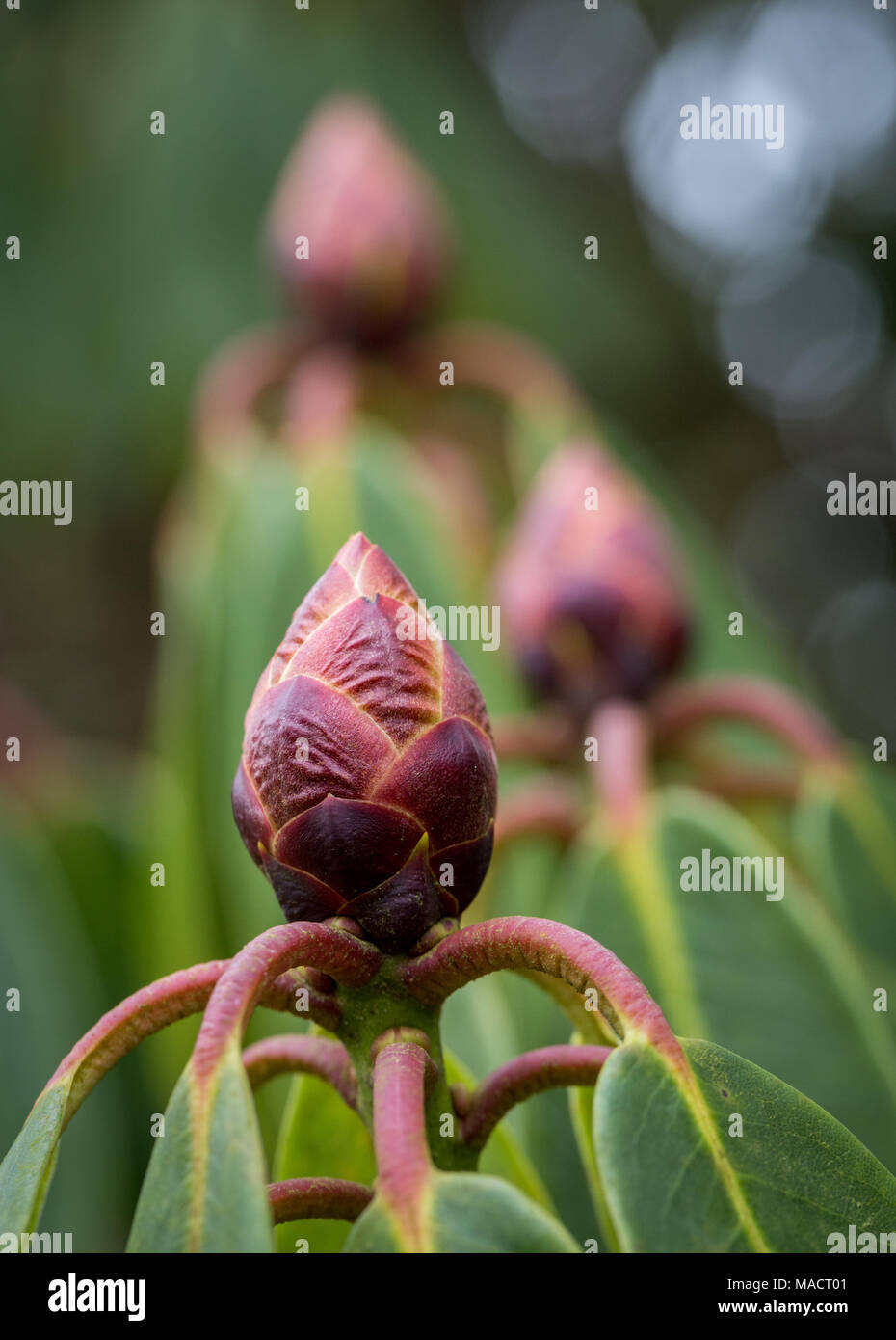 Cathryn baldock hi-res stock photography and images - Alamy