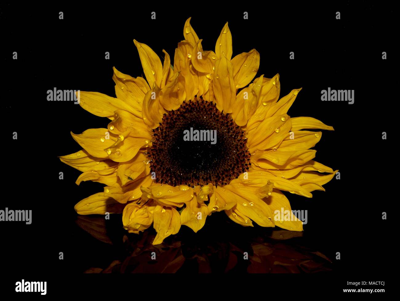 Sunflower Black Background Stock Photo - Alamy