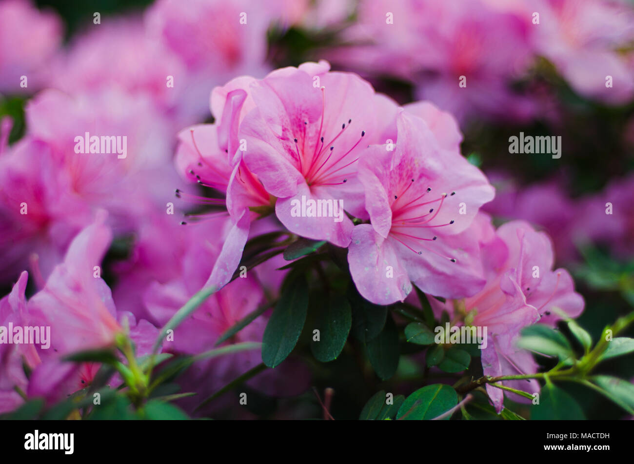 Azalea close up hi-res stock photography and images - Alamy