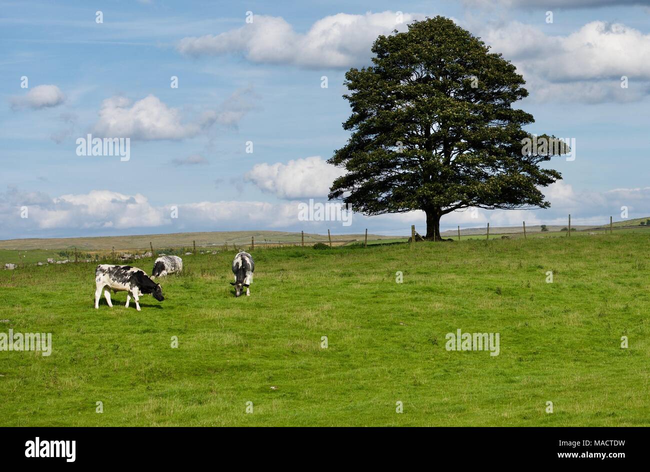 Dales scenic landscapes hi-res stock photography and images - Alamy