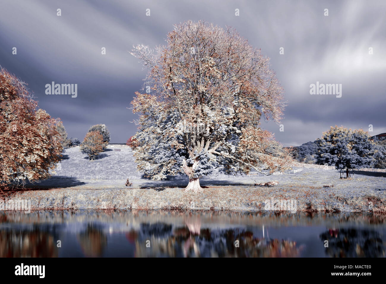 Frosty tree hi-res stock photography and images - Alamy