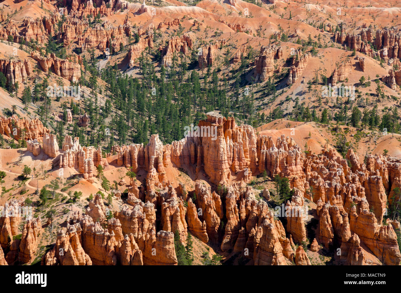 landscape on the bryce canyon in the united states of america Stock ...
