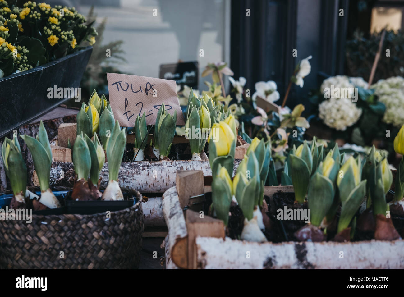 Potted tulips on sale on a street market stall Stock Photo - Alamy