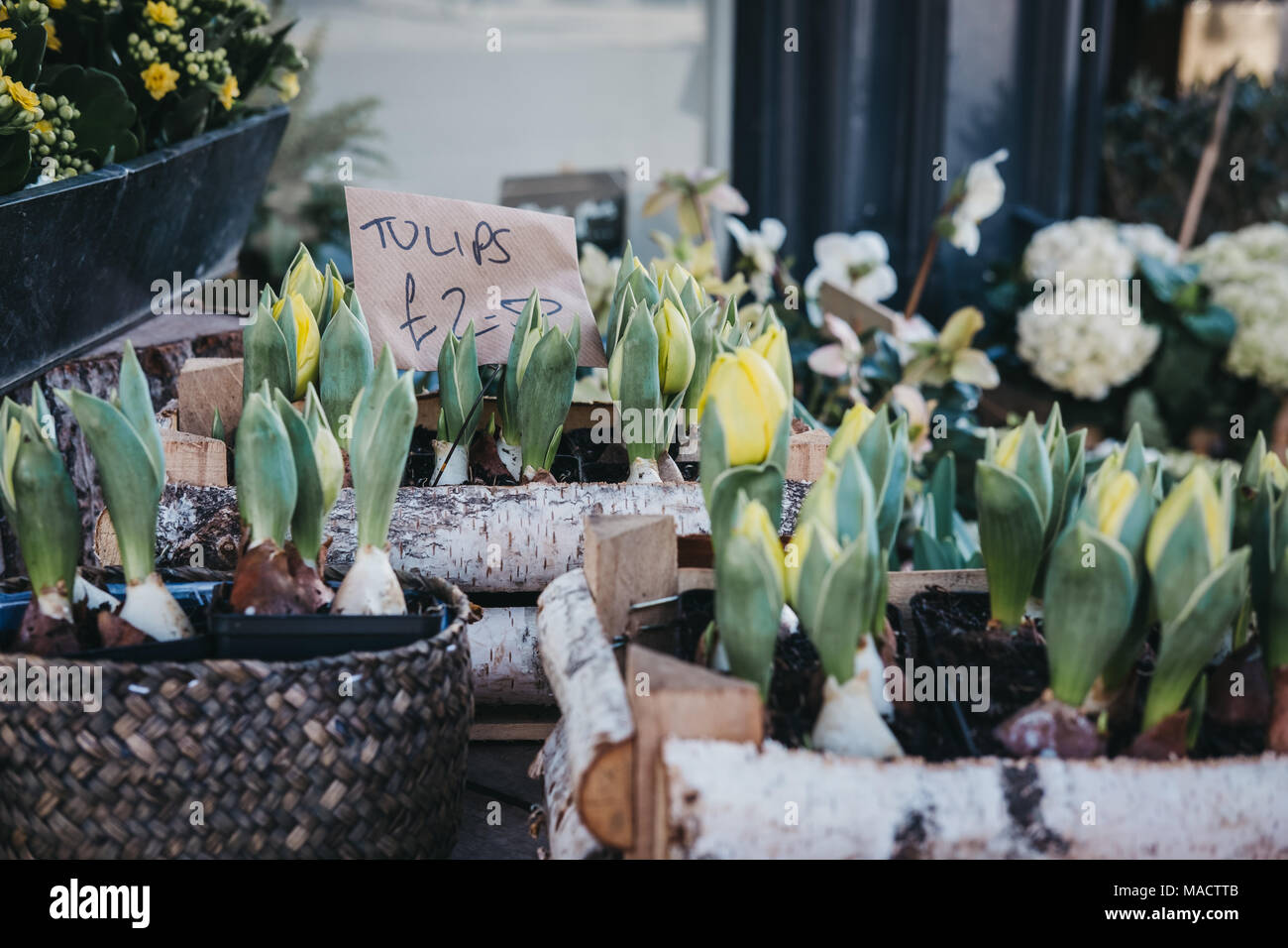 Potted tulips on sale on a street market stall Stock Photo - Alamy
