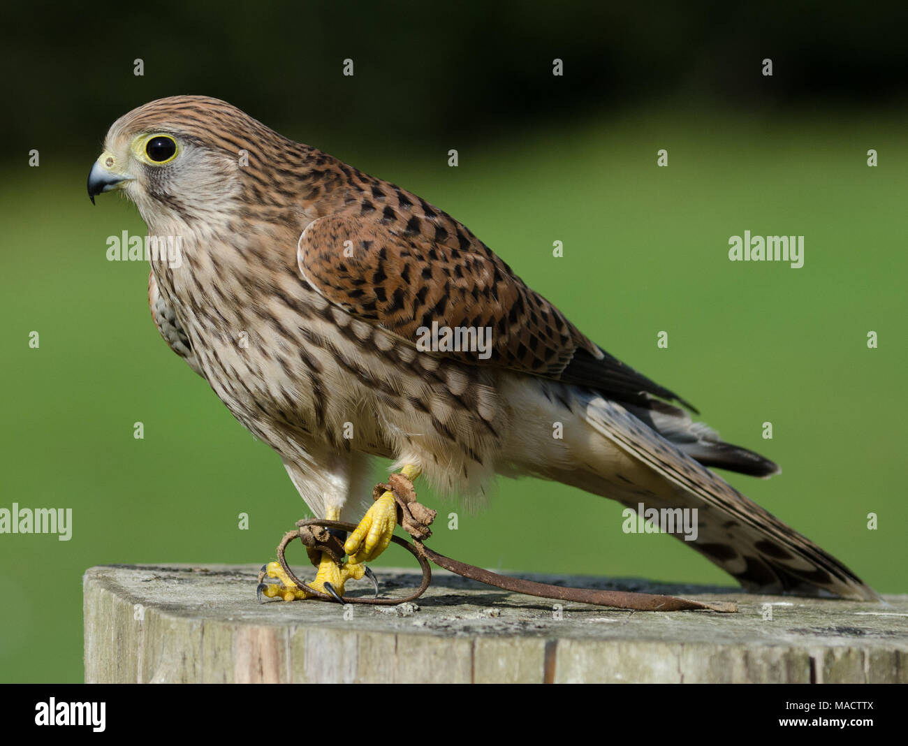 Kestrel, captive bird of prey Stock Photo - Alamy