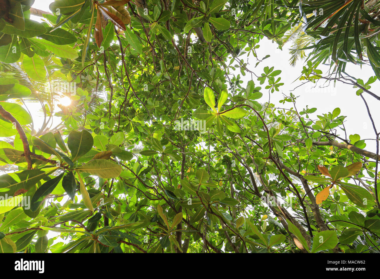 Jungle forest view from below Stock Photo - Alamy