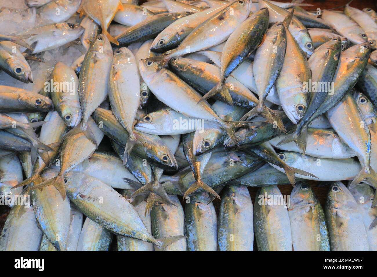 Fresh fish for sale on the counter Stock Photo - Alamy