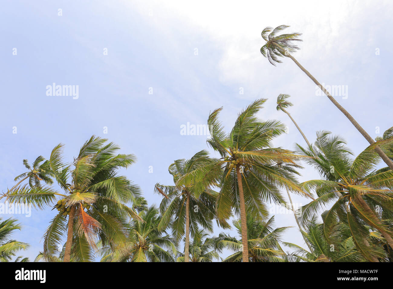 Tropical coconut palm tree with sun Stock Photo - Alamy