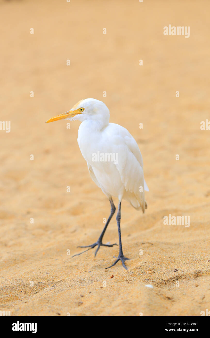 Eastern Great Egret on the sand Stock Photo - Alamy