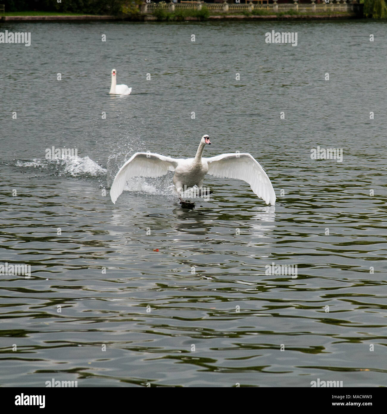Facing swans hi-res stock photography and images - Alamy