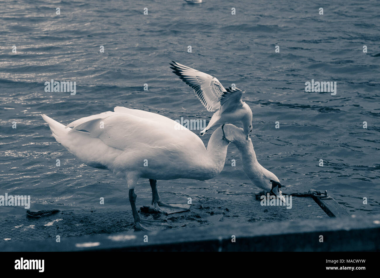 Attacking seagull High Resolution Stock Photography and Images - Alamy