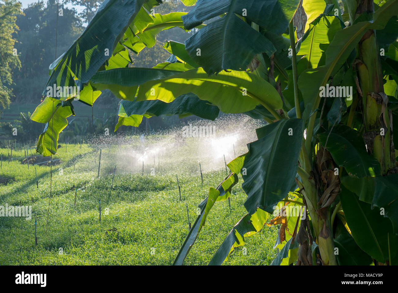 Irrigation system asia hi-res stock photography and images - Alamy