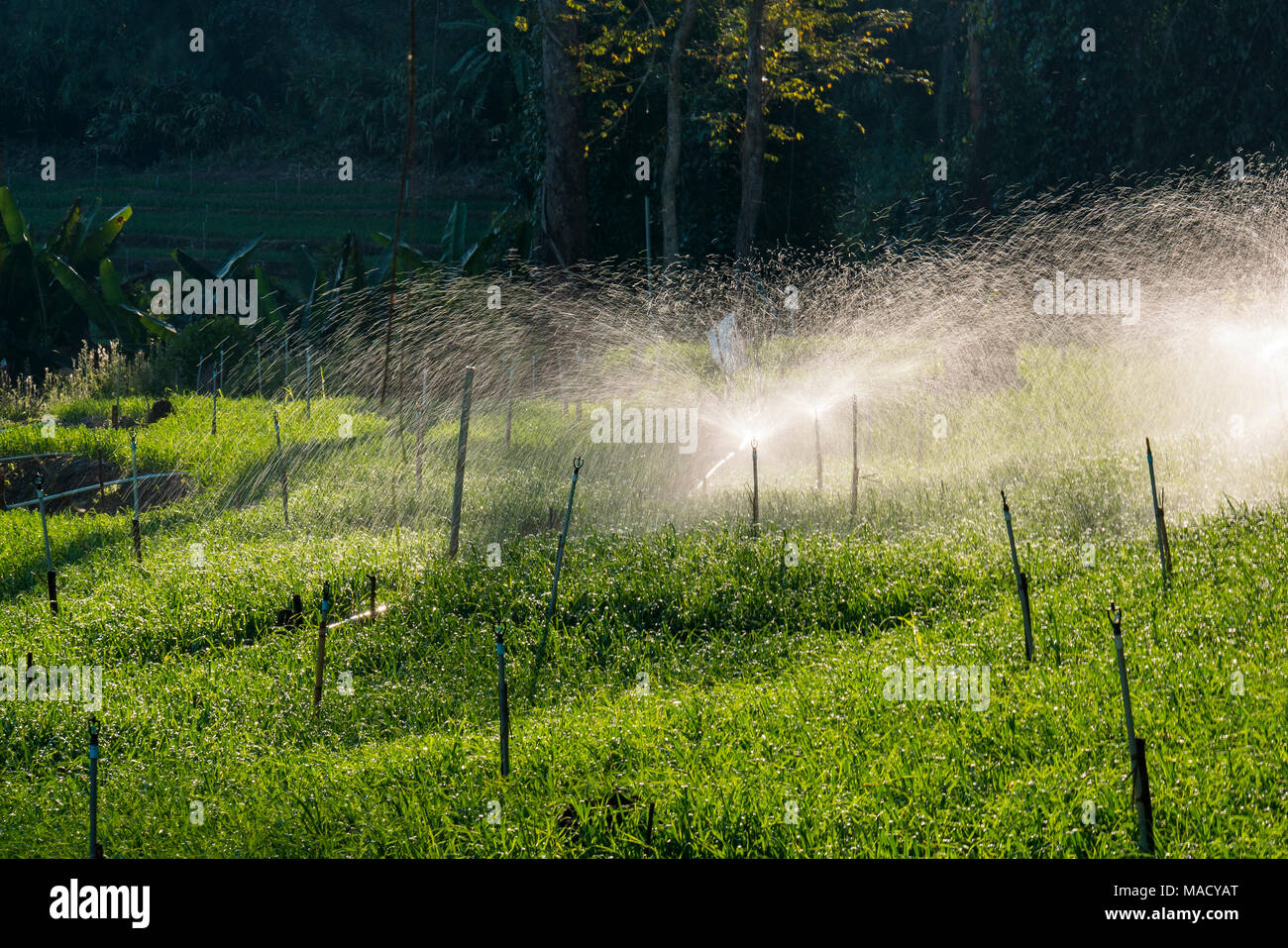 irrigation rice fields, Pai thailand Stock Photo - Alamy
