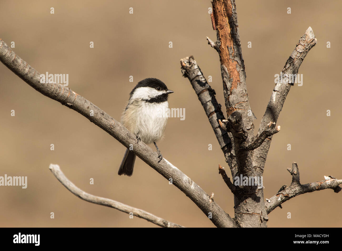 Black-capped Chickadee Waits in Line at the Feeder II Stock Photo - Alamy