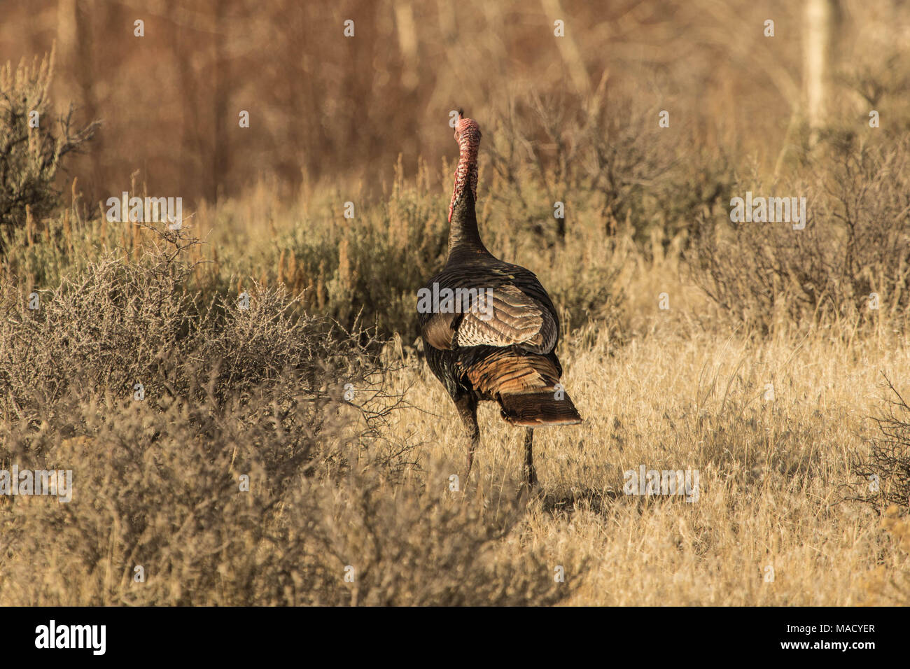 Strutting turkey hi-res stock photography and images - Alamy