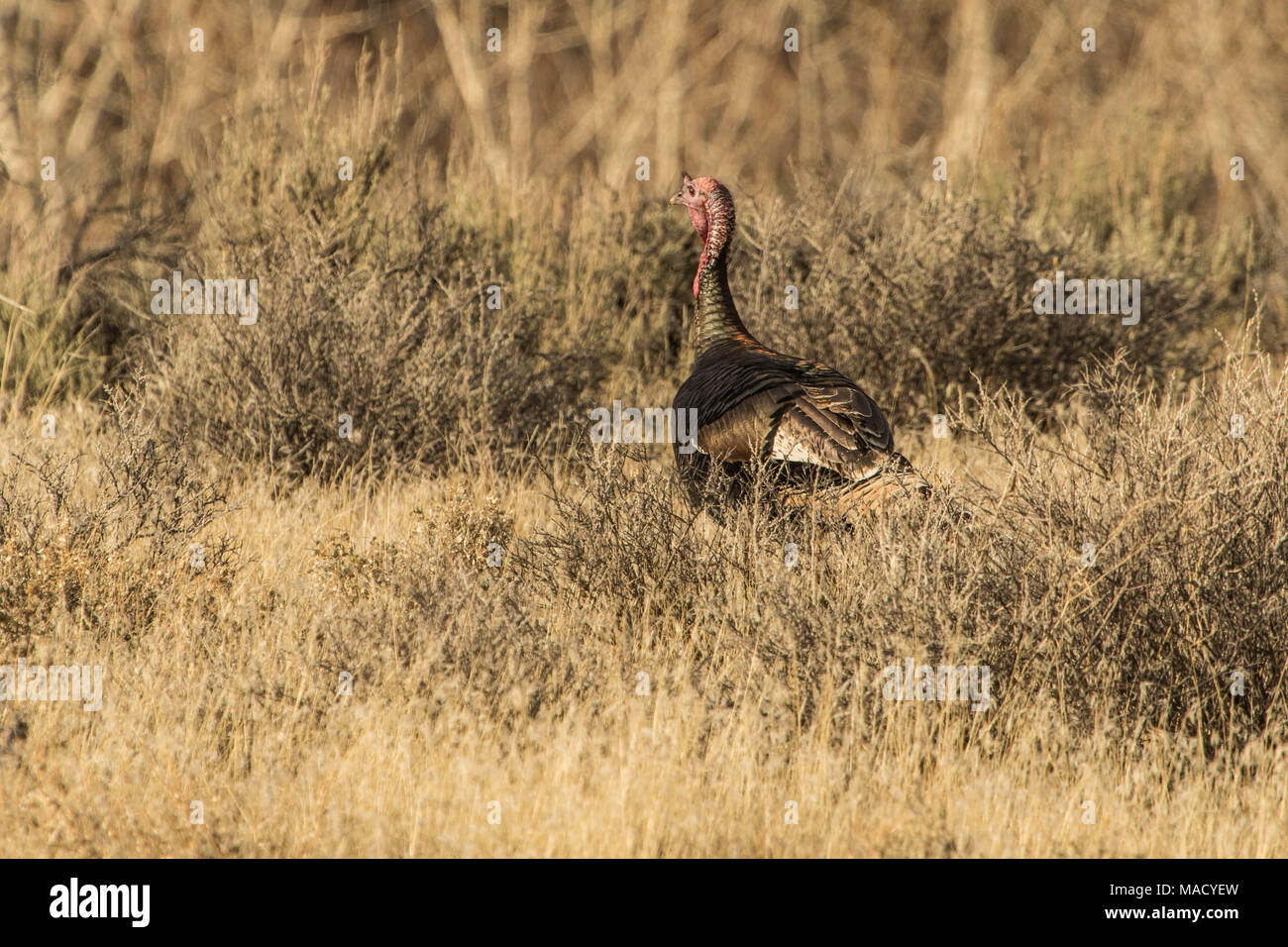 Strut spring hi-res stock photography and images - Alamy