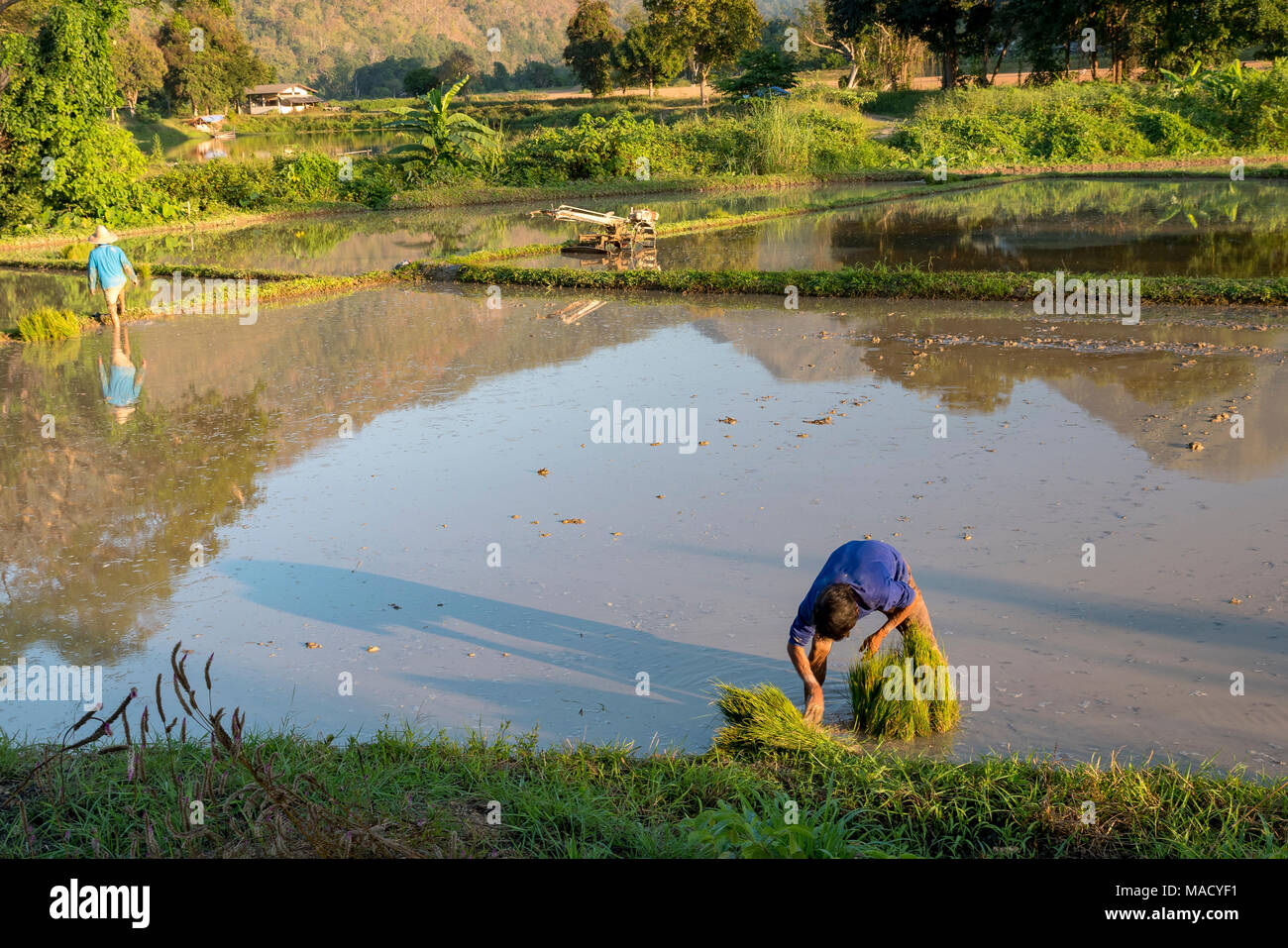 Work in a rice field hi-res stock photography and images - Alamy