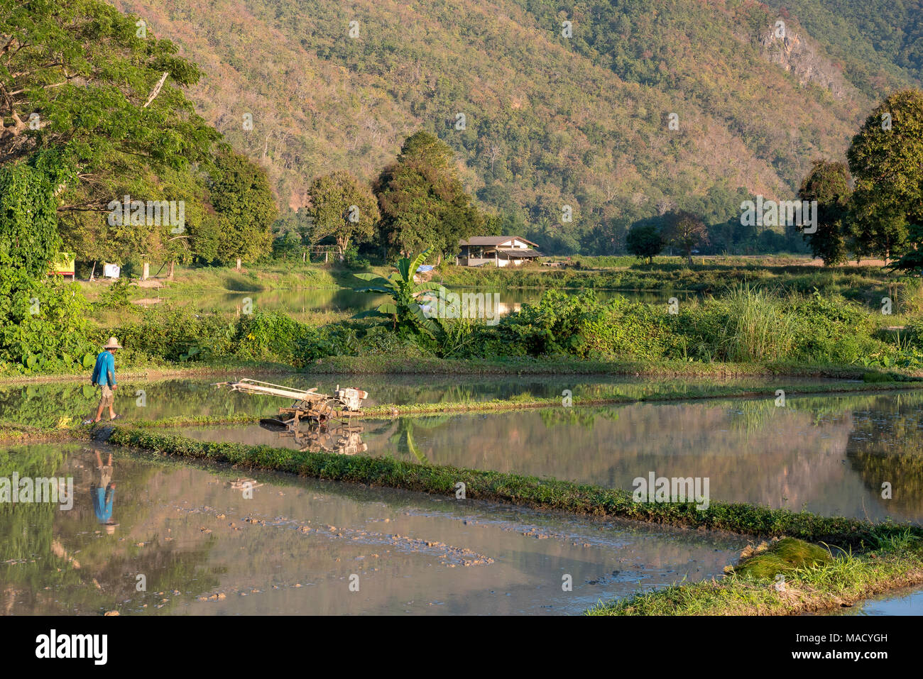Work in a rice field hi-res stock photography and images - Alamy