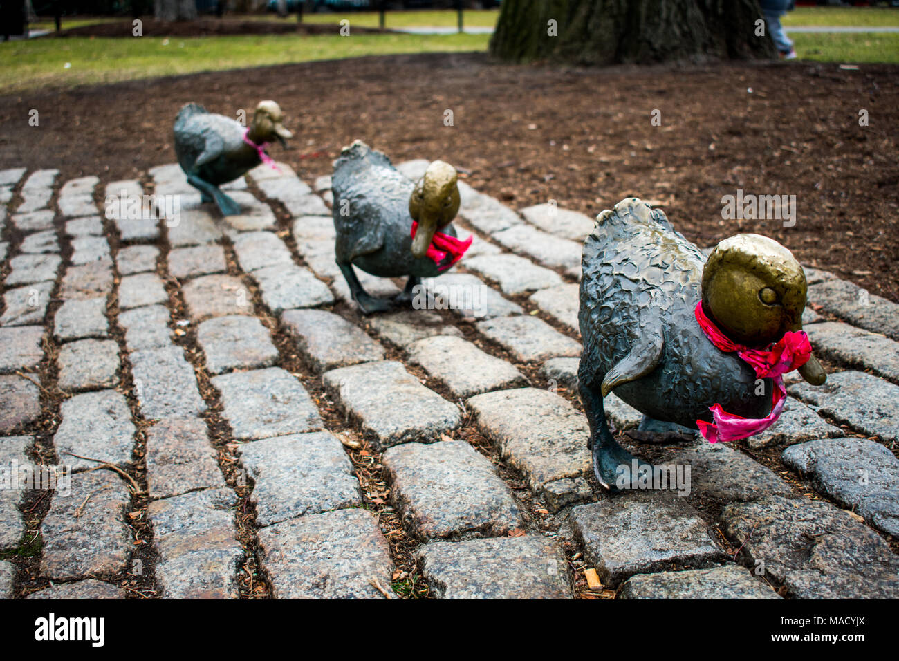 A row of statue ducks in the Boston Common Stock Photo - Alamy