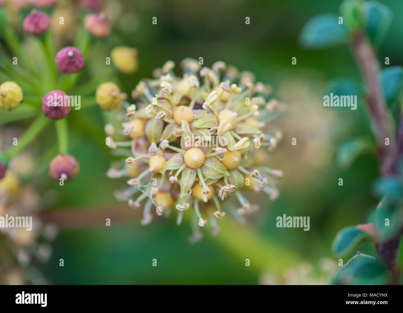 Ivy stamen hi-res stock photography and images - Alamy