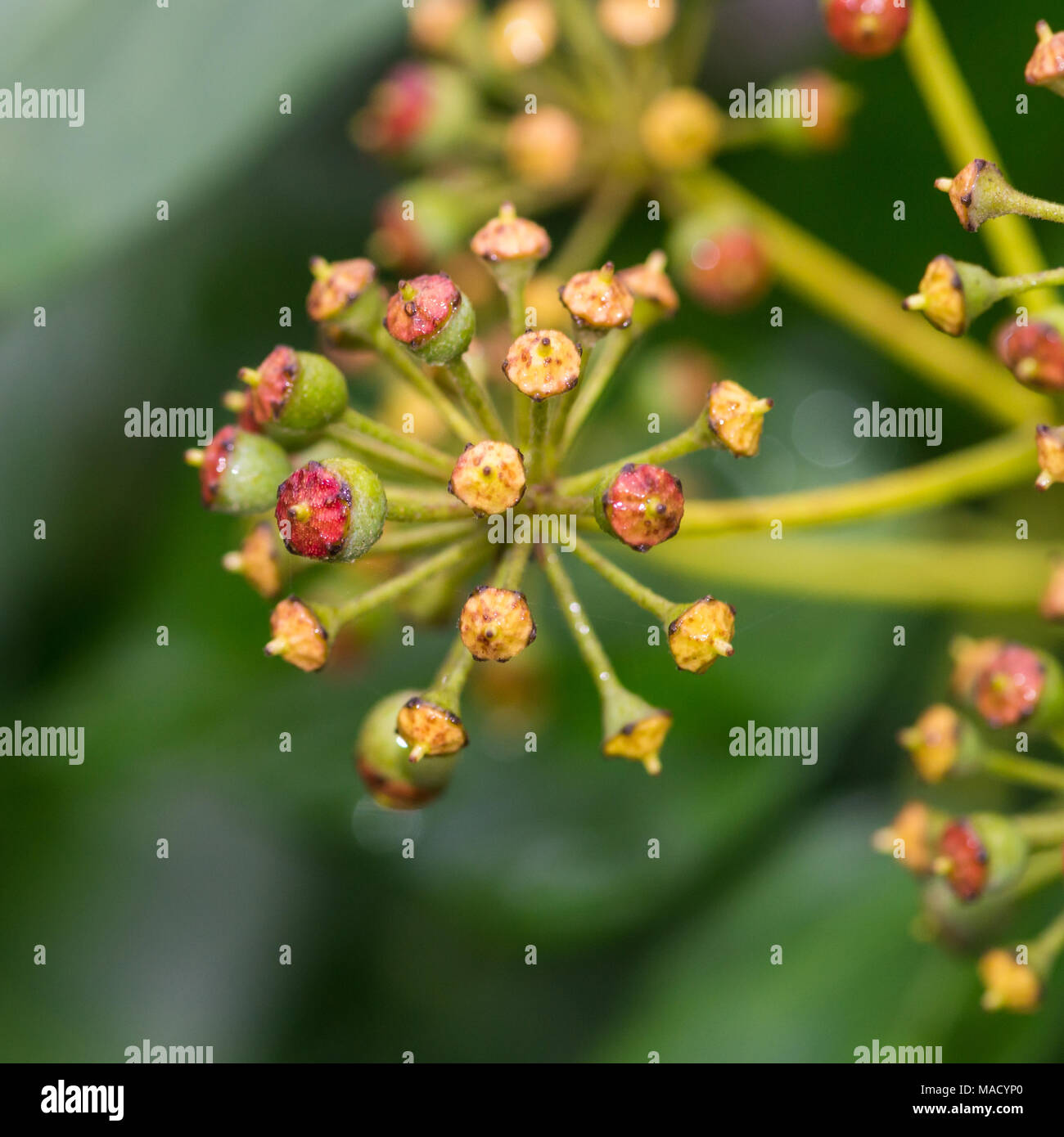 Up close shot hedera helix hi-res stock photography and images - Alamy