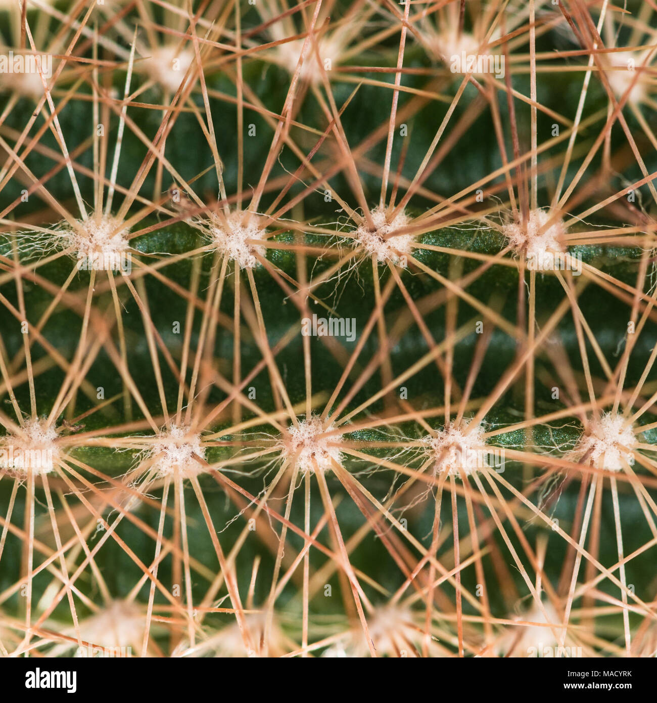 Green sharp point cactus hi-res stock photography and images - Alamy