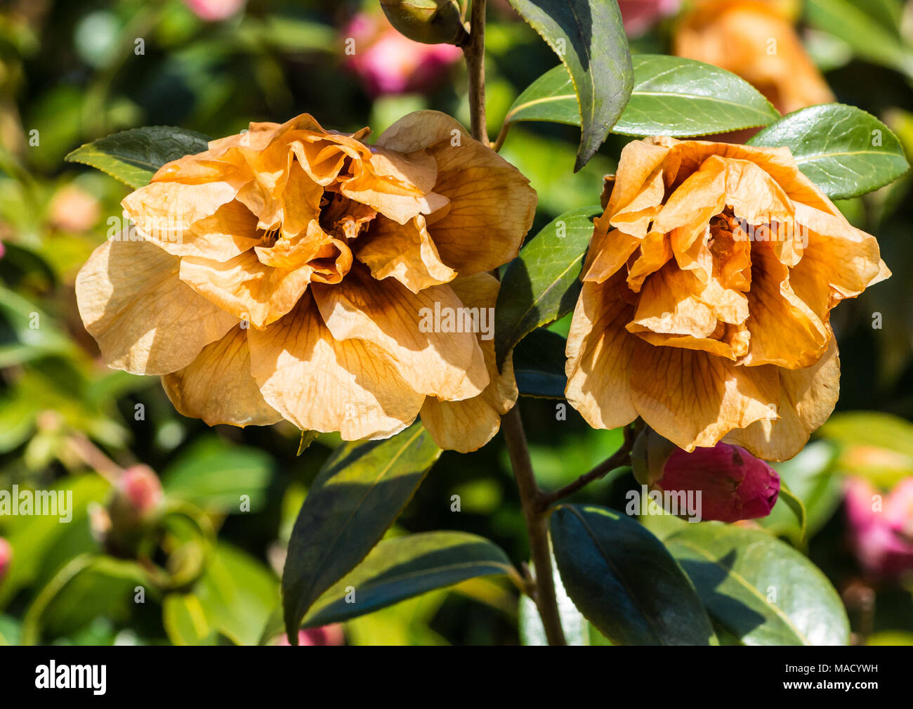 Frost damaged plant hi-res stock photography and images - Alamy