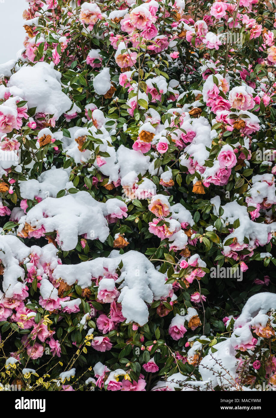 Snow camellia hi-res stock photography and images - Alamy