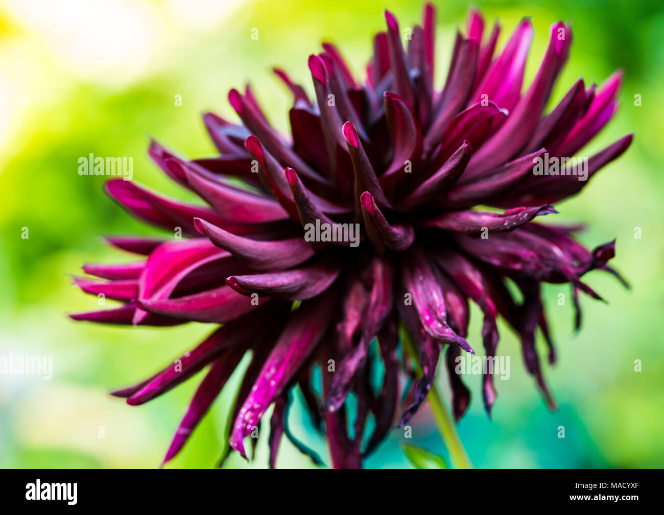 Maroon flower hi-res stock photography and images - Alamy