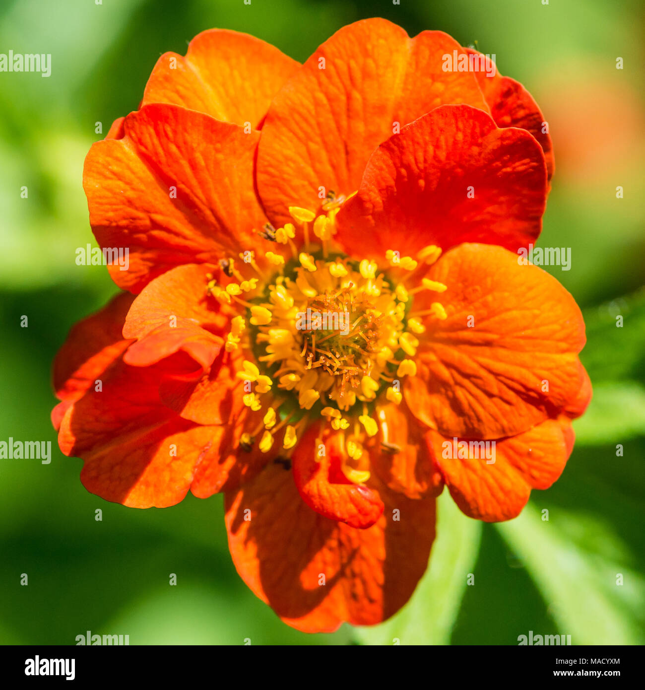 A macro shot of a brightly coloured geum bloom Stock Photo - Alamy