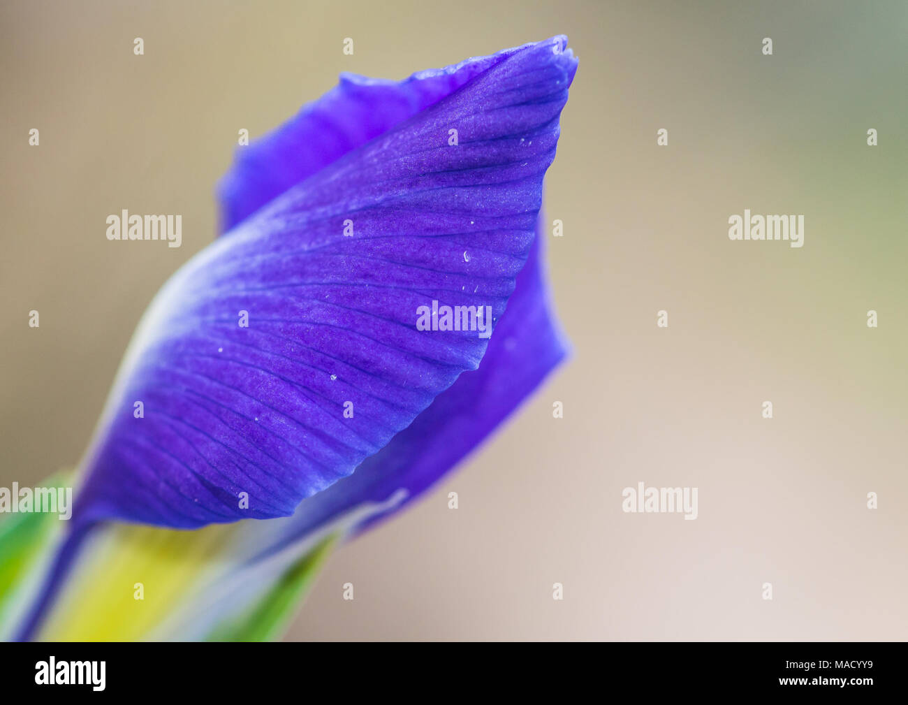 Iris bud opening hi-res stock photography and images - Alamy