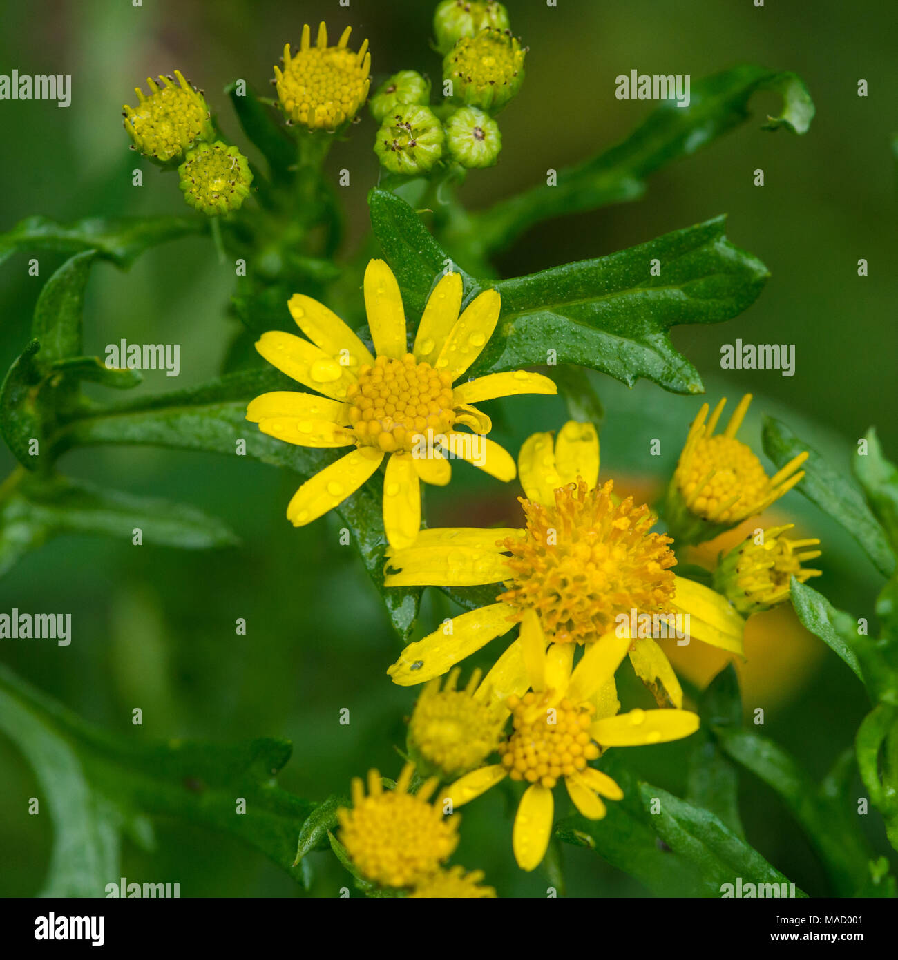Water ragwort hi-res stock photography and images - Alamy