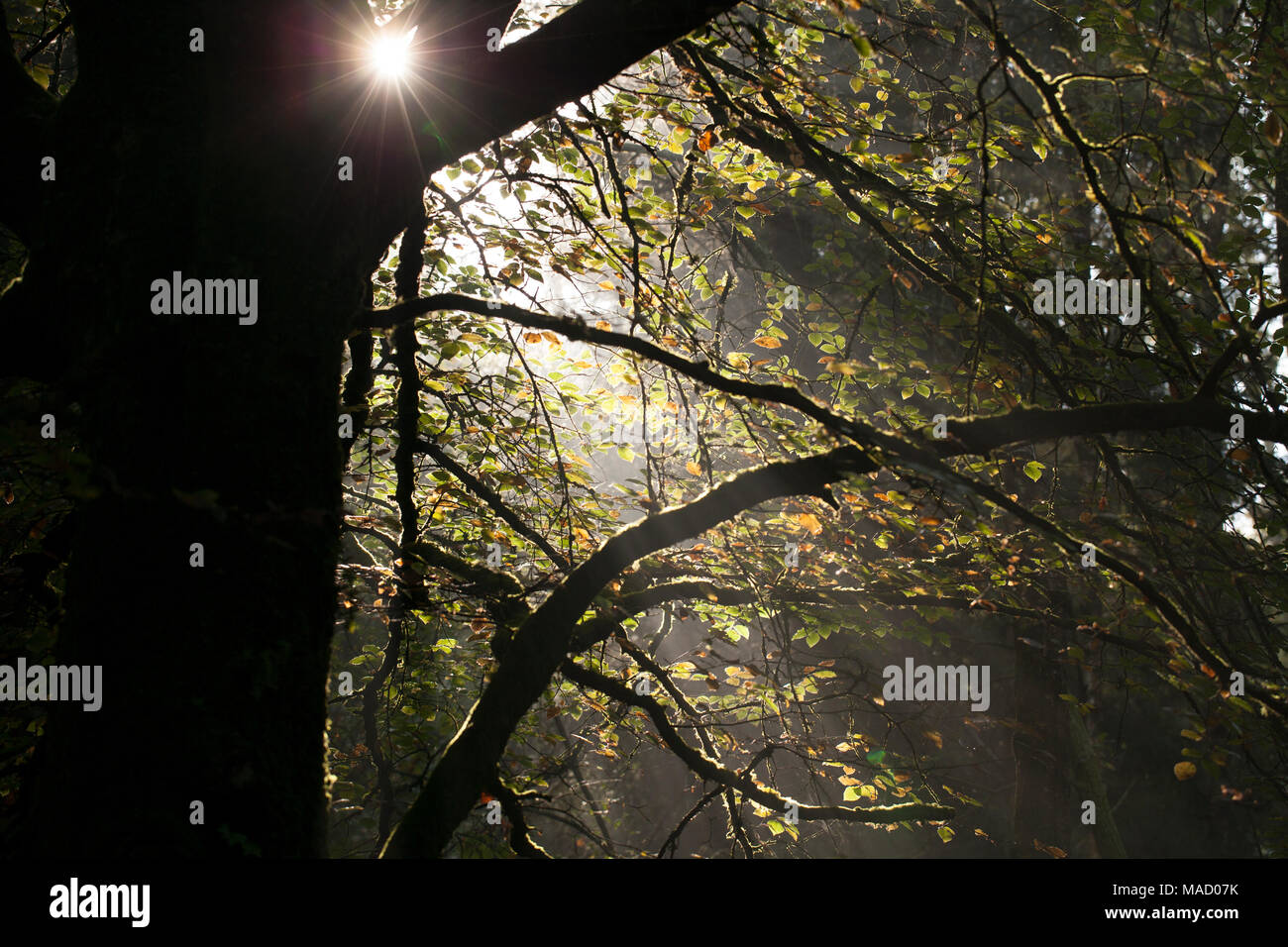 Sunlight through leaves of tree hi-res stock photography and images - Alamy