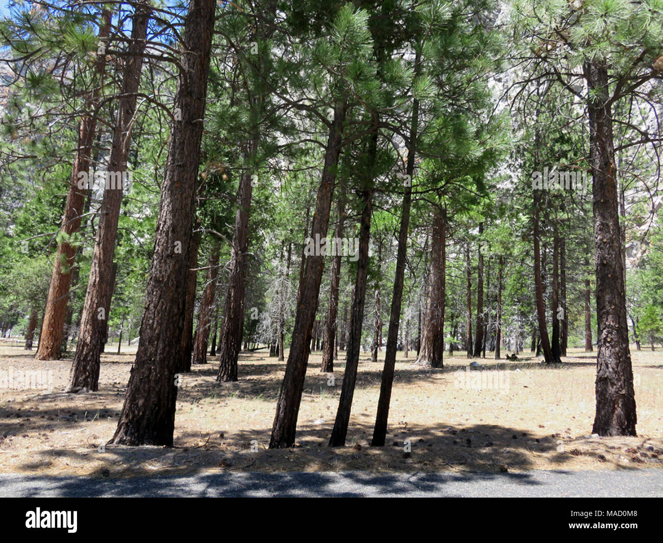 Cedar Grove at Kings Canyon NP in CA Stock Photo - Alamy