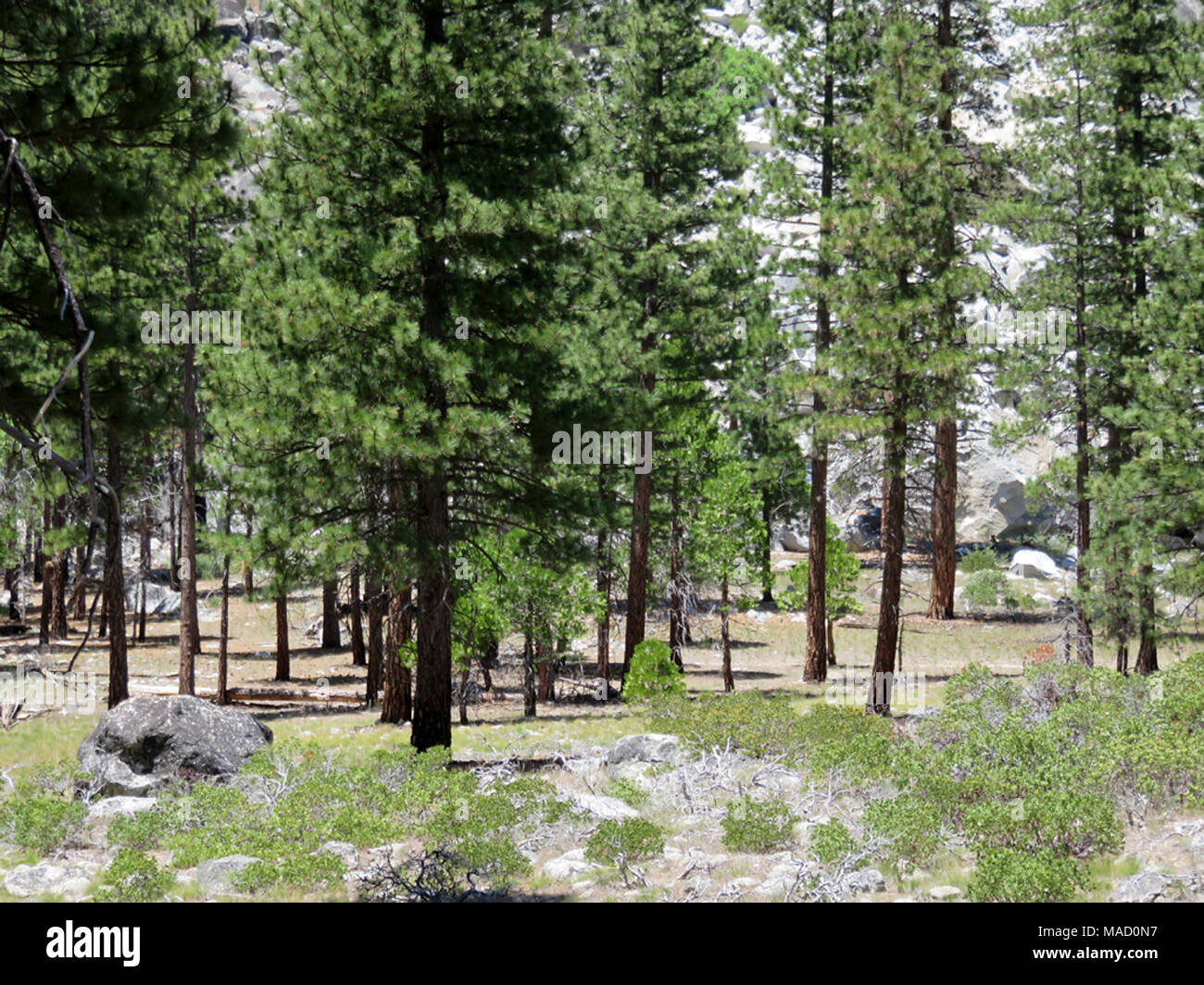 World record cedar hi-res stock photography and images - Alamy