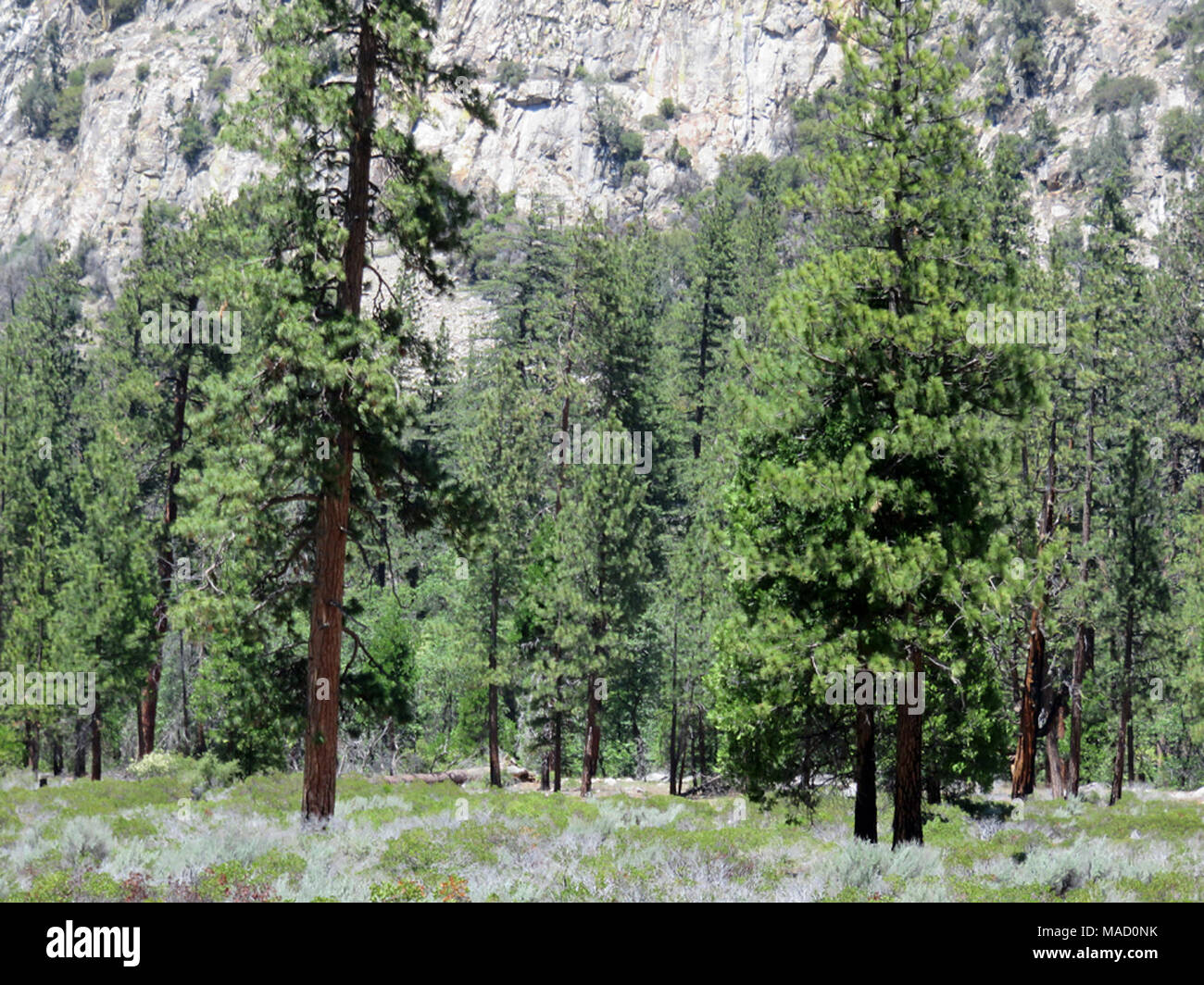 World record cedar hi-res stock photography and images - Alamy