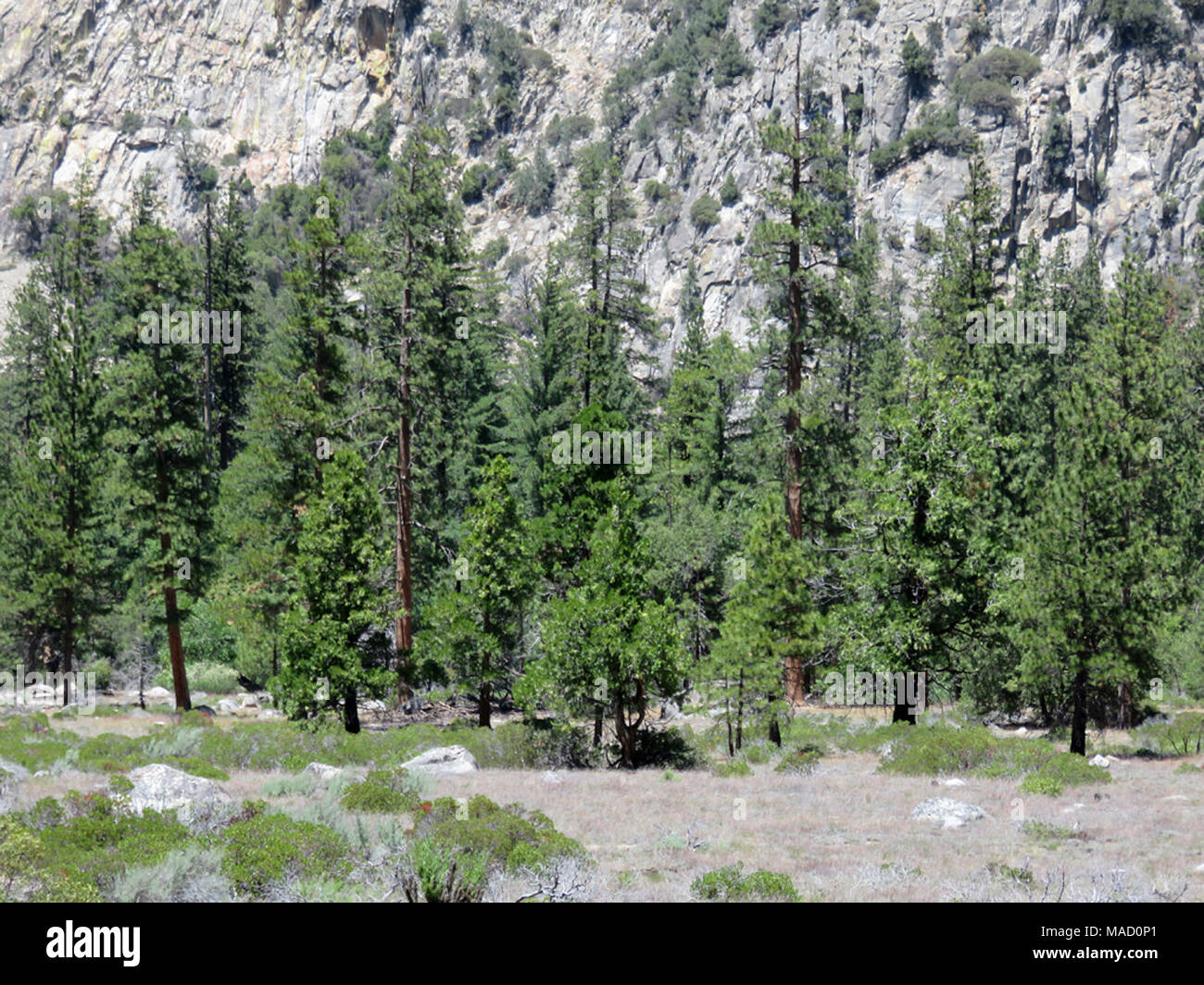 World record cedar hi-res stock photography and images - Alamy