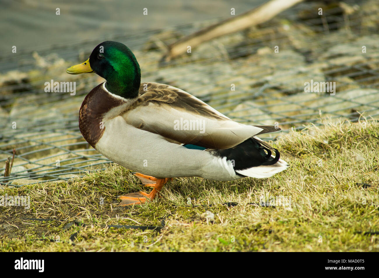 Mallard duck meat hi-res stock photography and images - Alamy