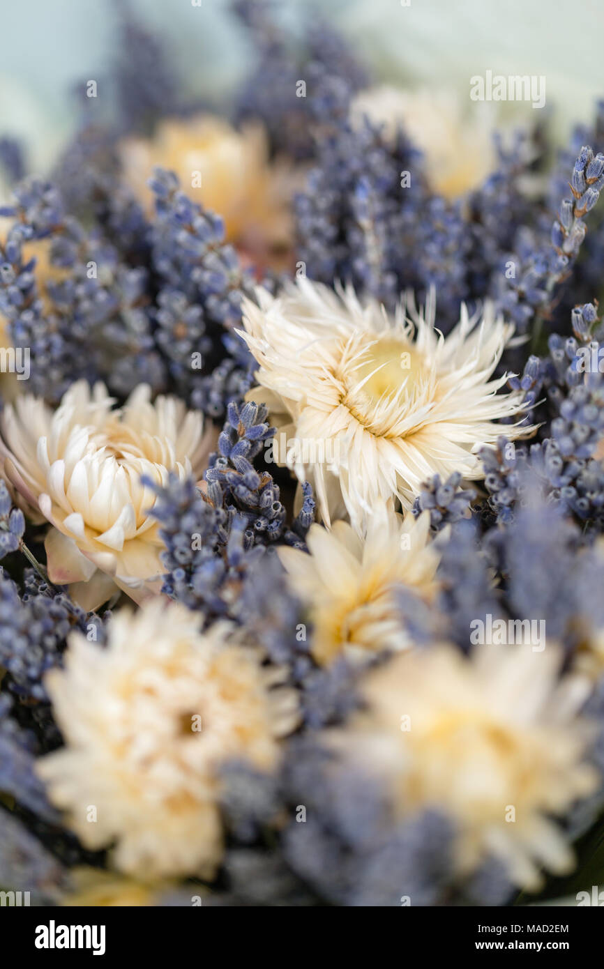 Bouquet of lavender and dry flowers. Colorful summer bunch of purple ...