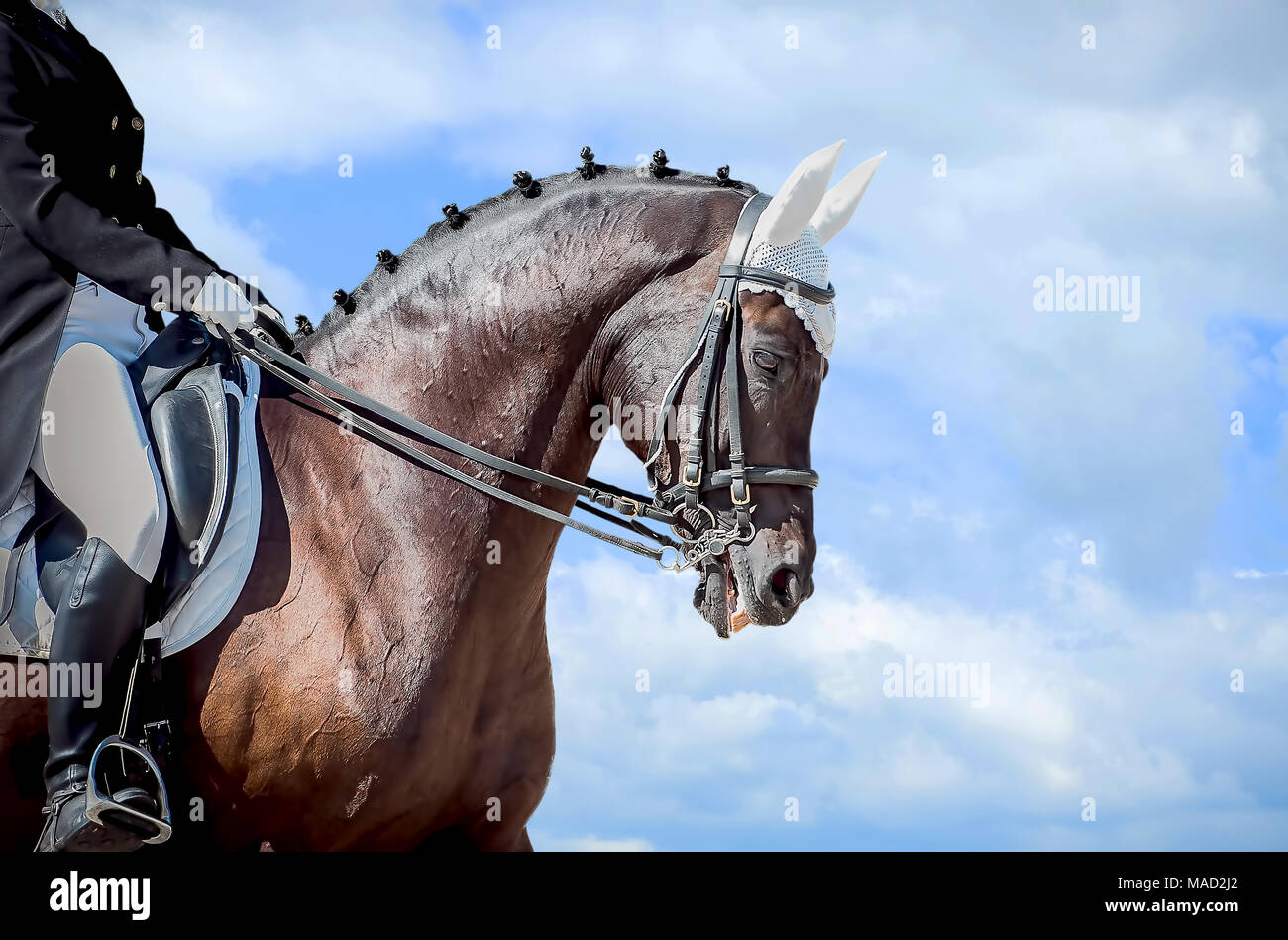 Equestrian sport - dressage head of sorrel horse on sky nature ...