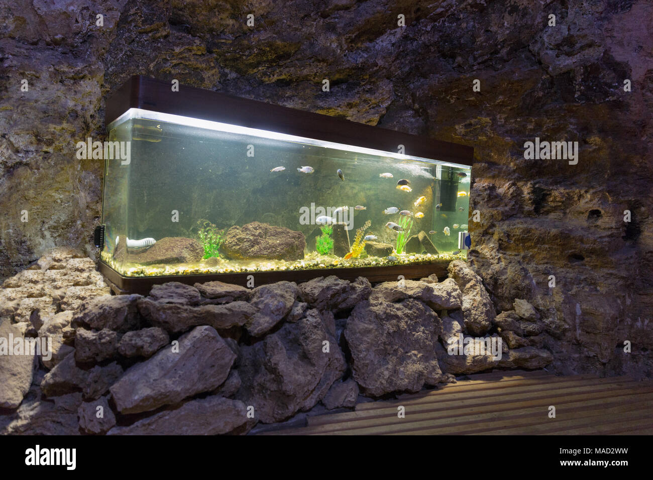 Colourfull fishes in aquarium domestic hi-res stock photography and ...