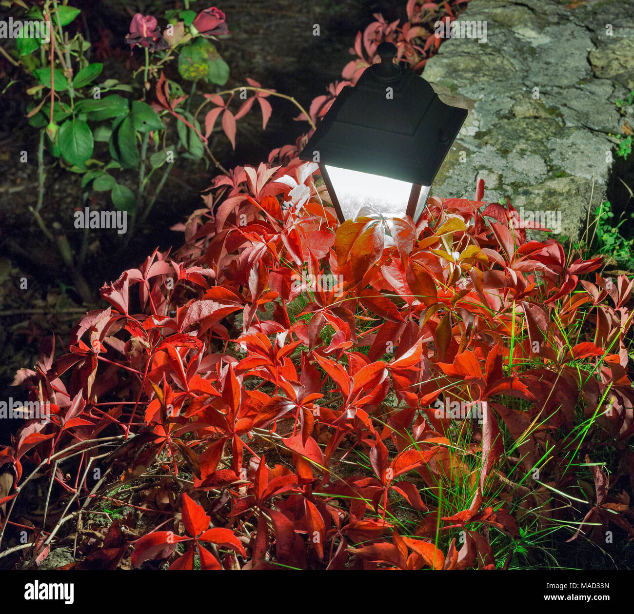 Night fall leaves hi-res stock photography and images - Alamy